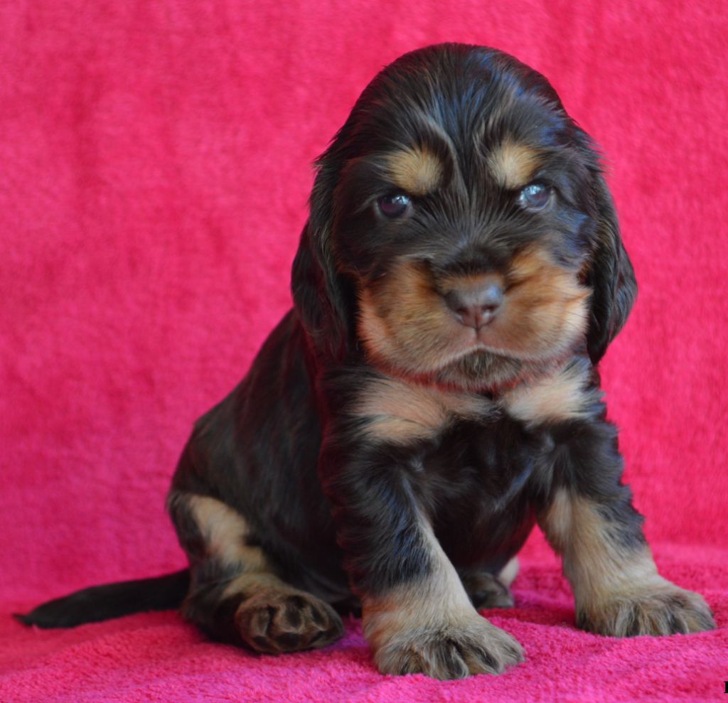 Chien - Sherlock homes Du Royaume De Lecki - Élevage du Royaume De ...